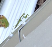 The Stink Bug War Of 2014 Has Turned In Our Favor Mommysbusy